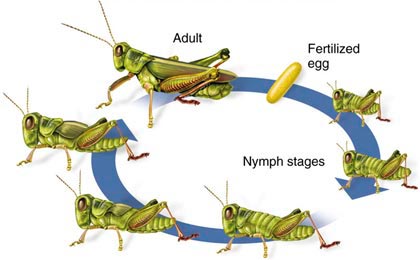 How Long Do Crickets Live Lifespan By Species 2026 