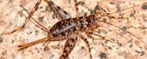 Do Crickets Bite Humans? What to Know About Cricket Bites