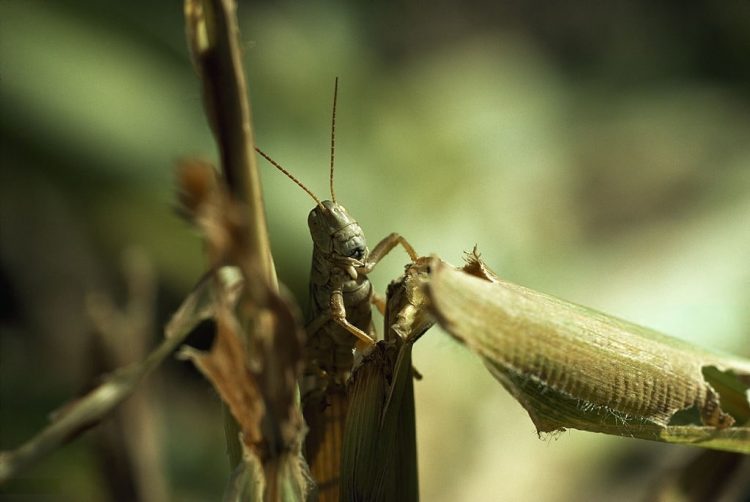 What Do Crickets Eat: The Complete Guide (Wild & Captivity Diets)