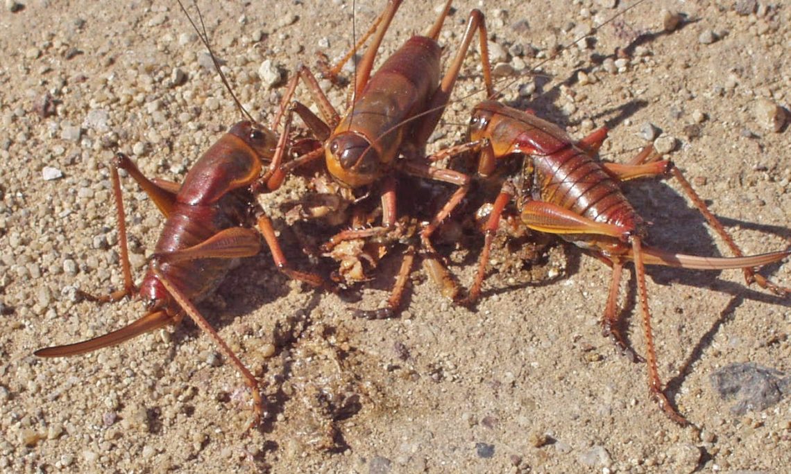 What Do Crickets Eat: The Complete Guide (Wild & Captivity Diets)