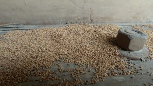 Termite Droppings or Frass: What Do They Look Like? [Pictures]