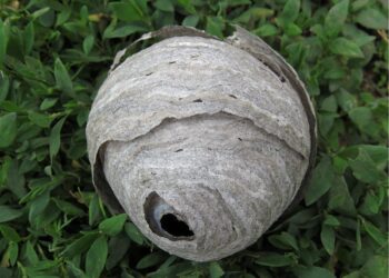 Paper Wasps: Masters of Nest Construction | PestsGuide