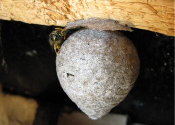 Paper Wasps: Masters of Nest Construction | PestsGuide