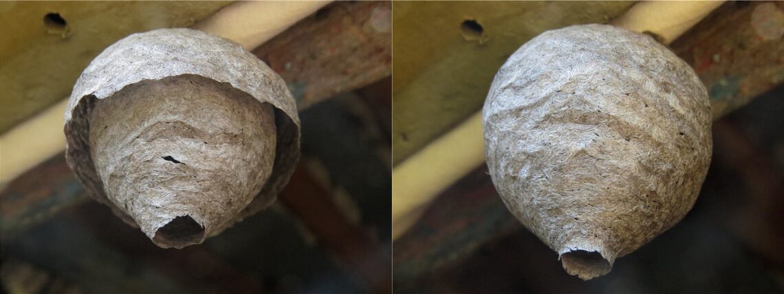 Paper Wasps: Masters of Nest Construction | PestsGuide